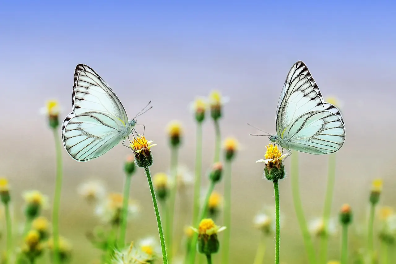 🌍 The Complete World: Master Woo Myung on Resurrection, Oneness, and ...