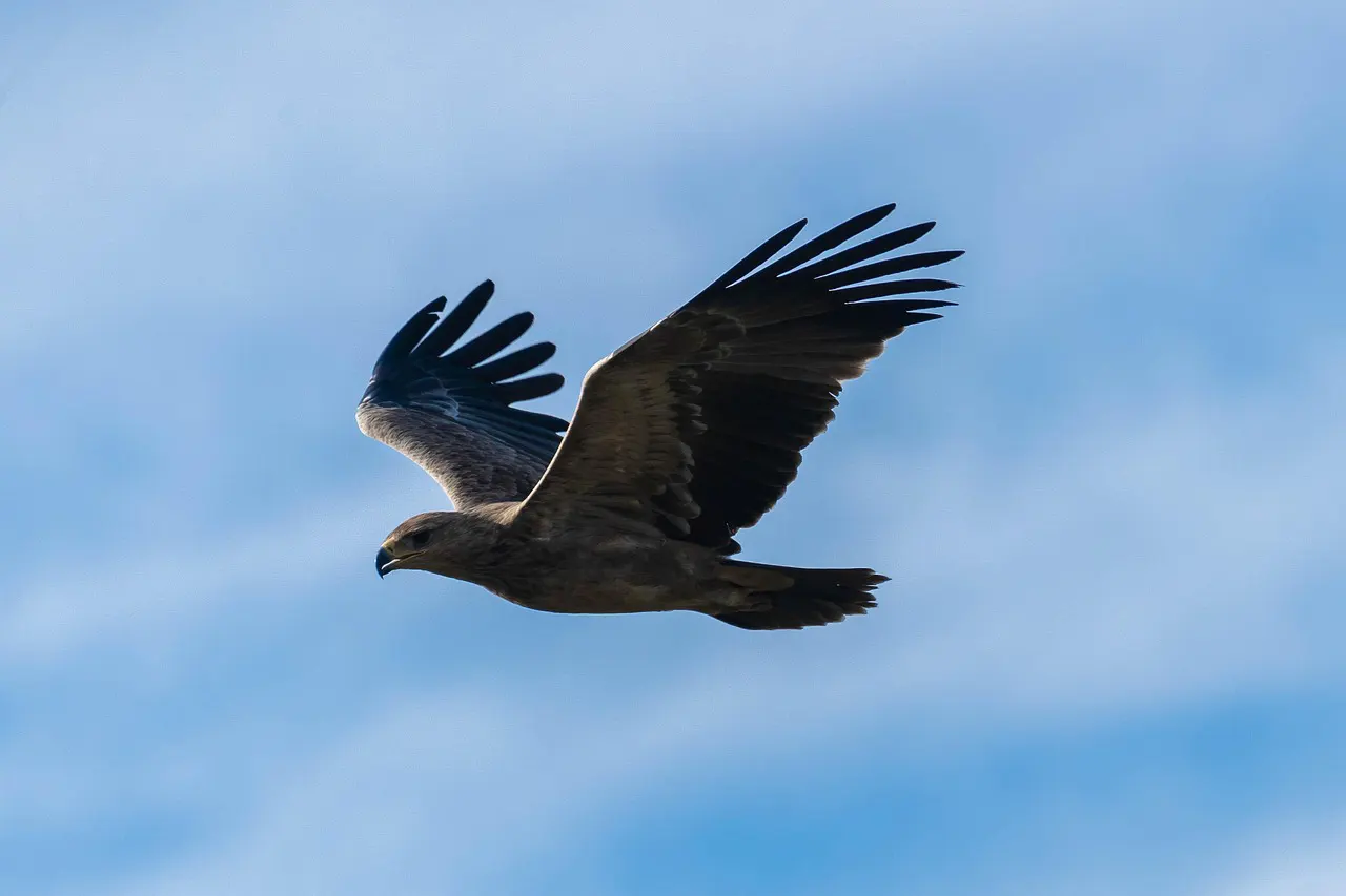 🕊️ Freedom: The Ultimate Freedom of Truth