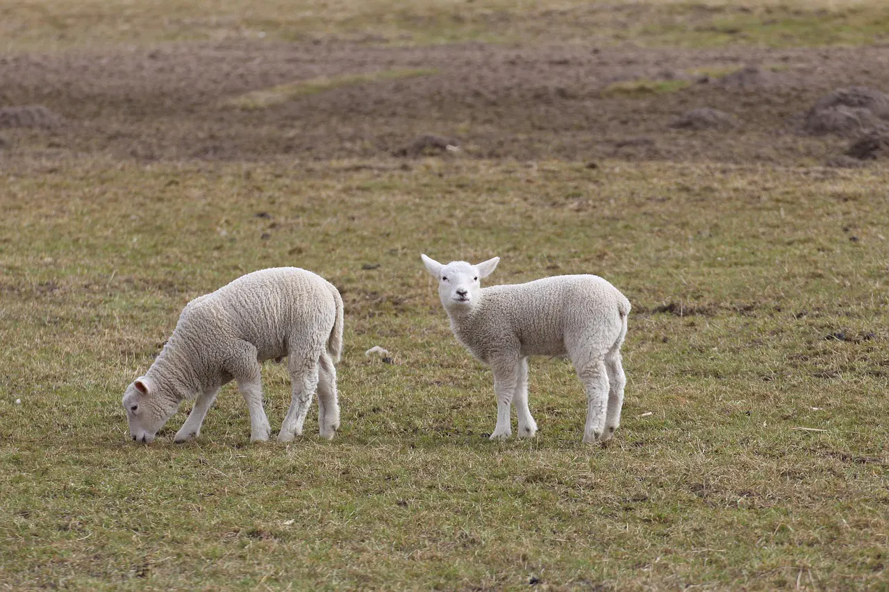 🌟 Scientists Cloning a Sheep and God’s Authority: God’s authority is ...
